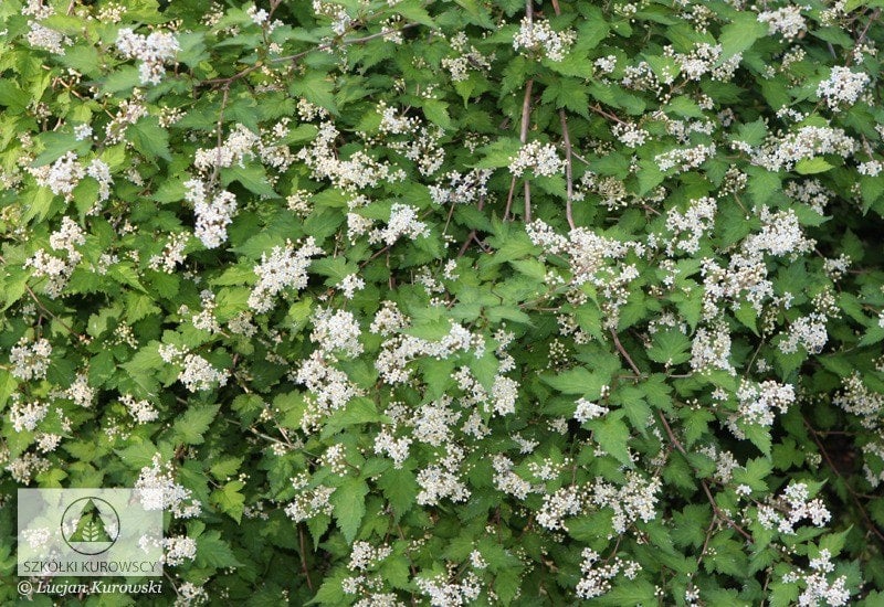 Stephanandra incisa 'Crispa' Cutleaf Stephanandra | Brackenrig Nursery ...