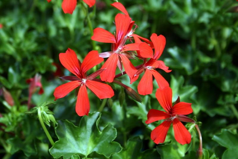Geranium Ivy Cascade Bright 4.5" | Brackenrig Nursery & Maintenance