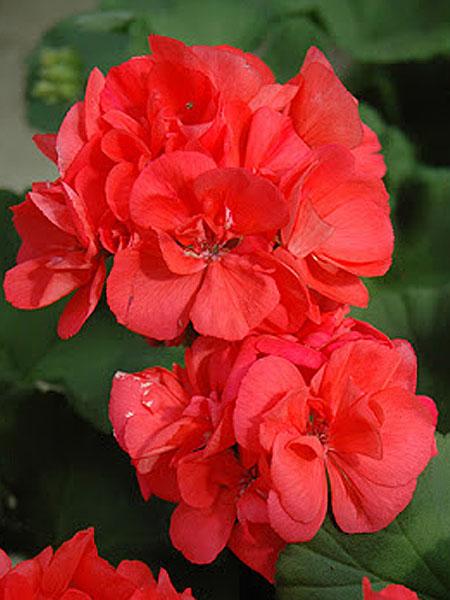 Geranium Patriot Watermelon | Brackenrig Nursery & Maintenance