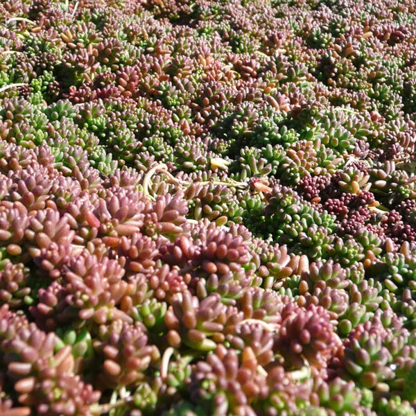 Coral Carpet Creeping Stonecrop (Sedum album) | Brackenrig Nursery ...