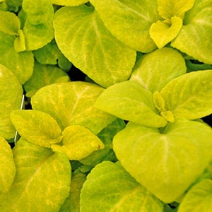 Coleus Wizard Golden | Brackenrig Nursery & Maintenance