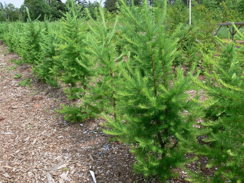 American or Eastern Larch, Larix laricina | Brackenrig Nursery ...