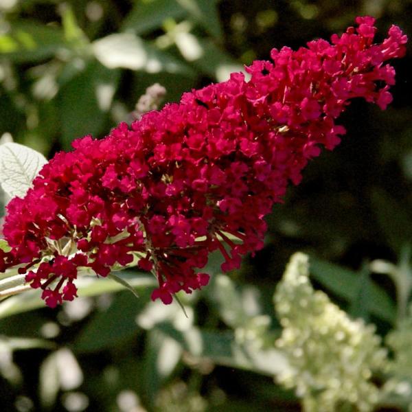 Buddleia davidii 'Royal Red' Red Butterfly Bush | Brackenrig Nursery ...