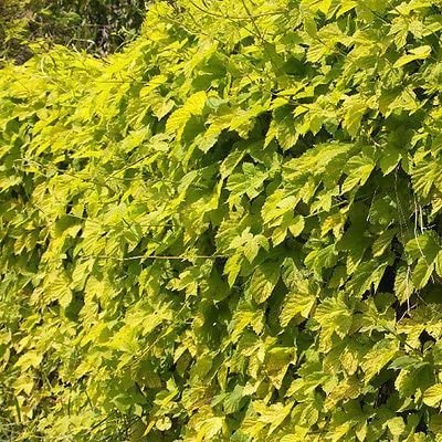 Humulus lupulus 'Aureus' Yellow Hop | Brackenrig Nursery & Maintenance