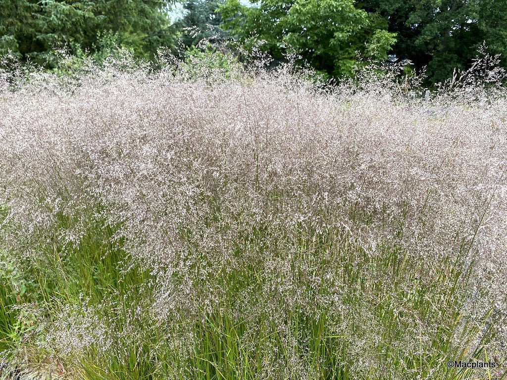 Bronze Veil Tufted Hair Grass (Deschampsia cespitosa 'bronzeschleier ...