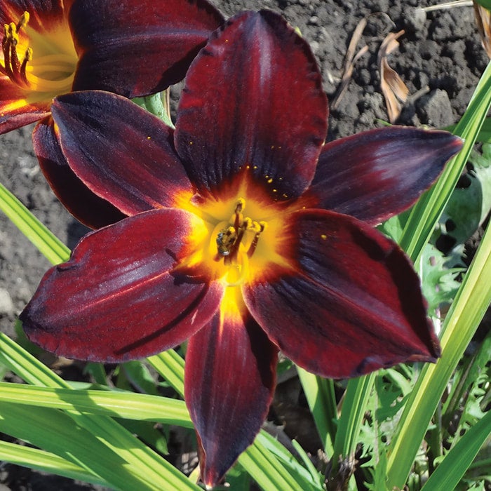 root-beer-daylily-hemerocallis-brackenrig-nursery-maintenance