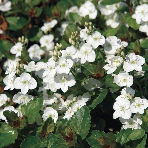 Veronica ‘Whitewater’, Creeping Speedwell, Prostrate Speedwell ...