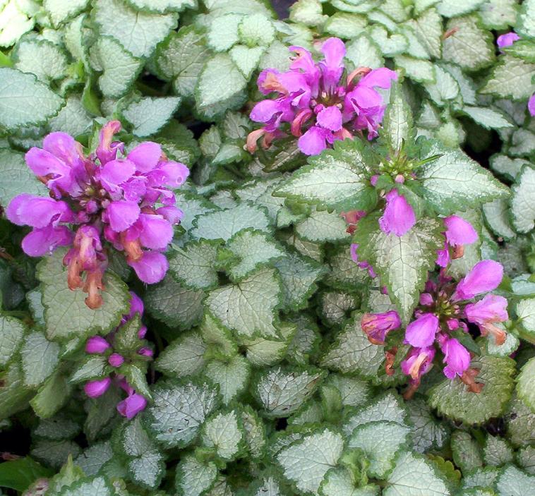 Beacon Silver Spotted Dead Nettle (Lamium maculatum) also known as ...
