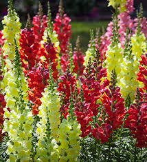 Snapdragon Rocket Mix 3 pack | Brackenrig Nursery & Maintenance
