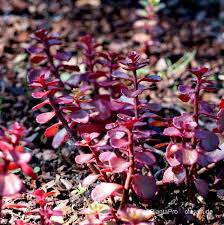 Voodoo Creeping Stonecrop (Sedum spurium) | Brackenrig Nursery ...