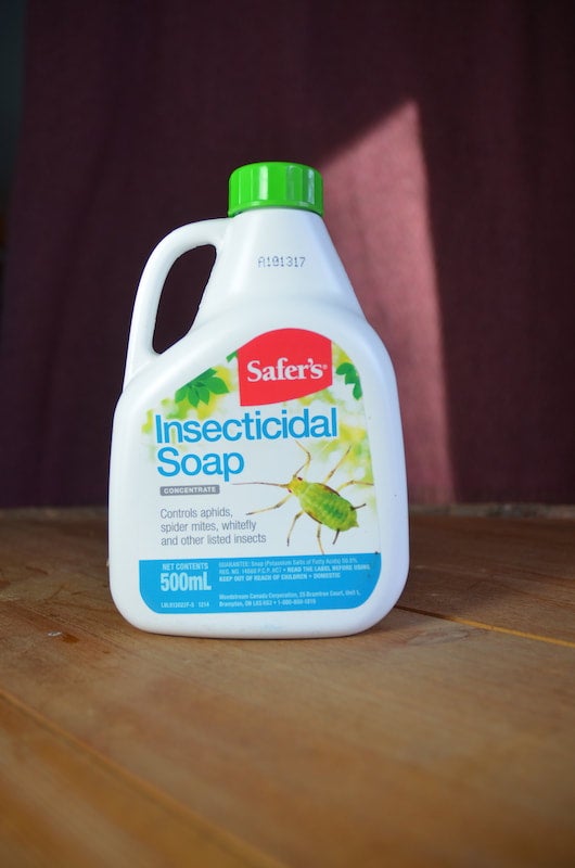 Safer's Insecticidal Soap | Brackenrig Nursery & Maintenance